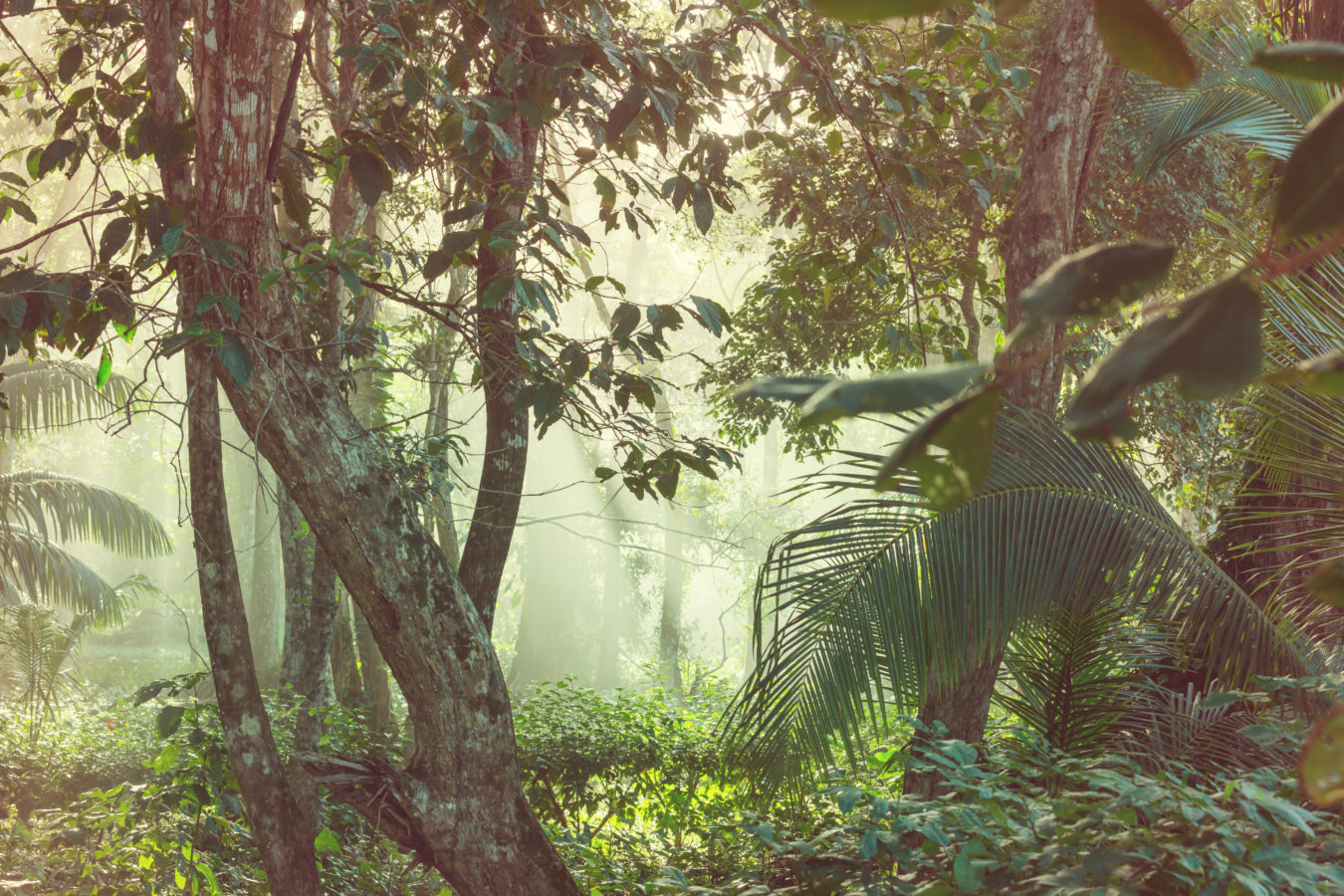 How Supporting the Dot Amazon gTLD Strengthens Global Internet ...